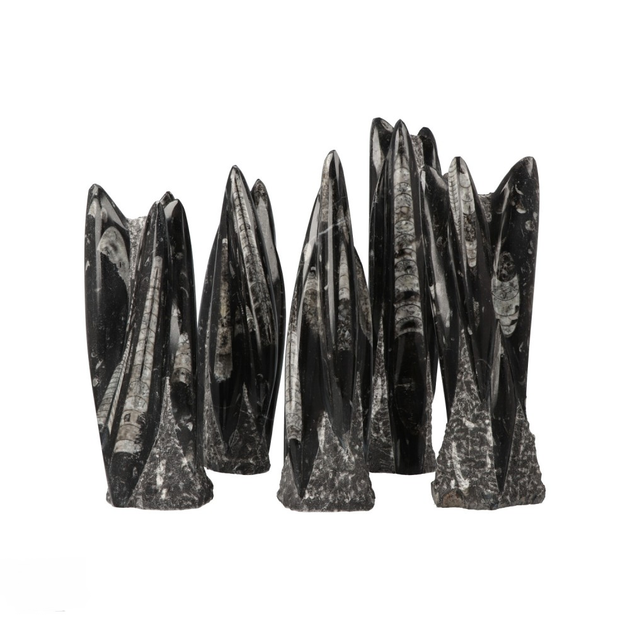 Orthocera fossiili 'Veistos' 1460g/25cm – KuuKorento